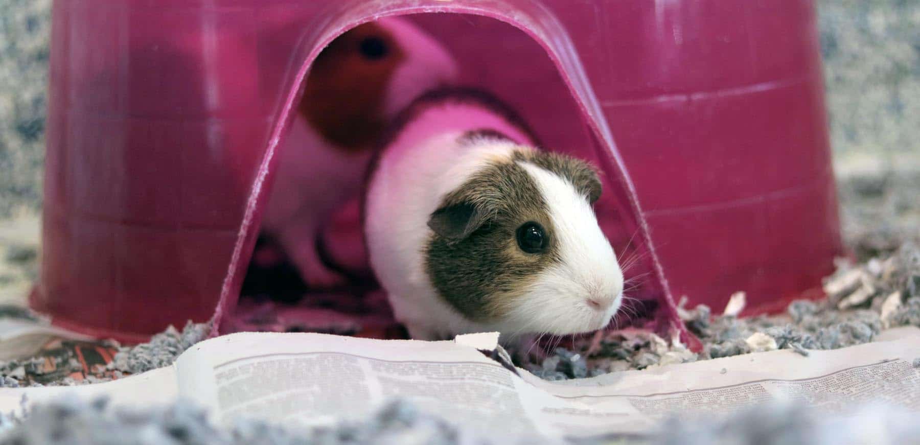 Shop to Give - Foothills Animal Shelter