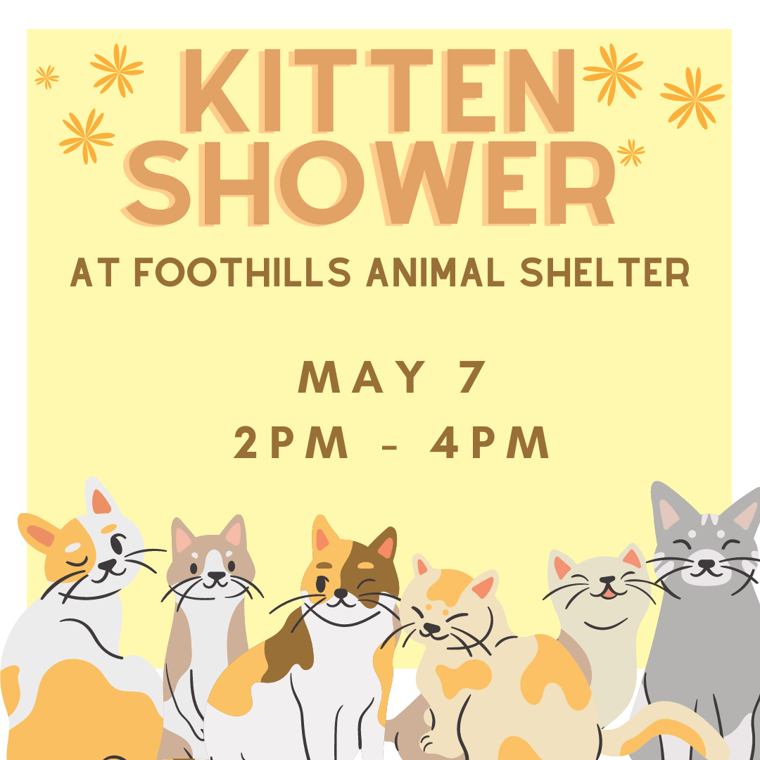 Kitten Shower - Foothills Animal Shelter
