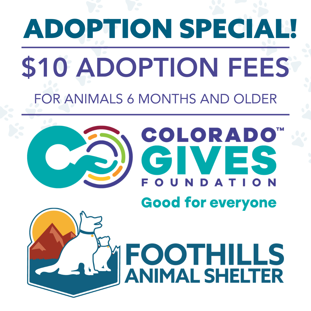Colorado Gives Foundation $10 Adoption Special - Foothills Animal Shelter