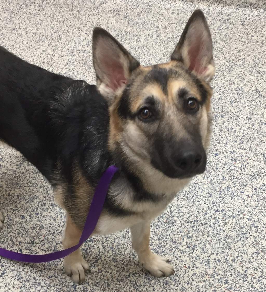 Shelby - Foothills Animal Shelter
