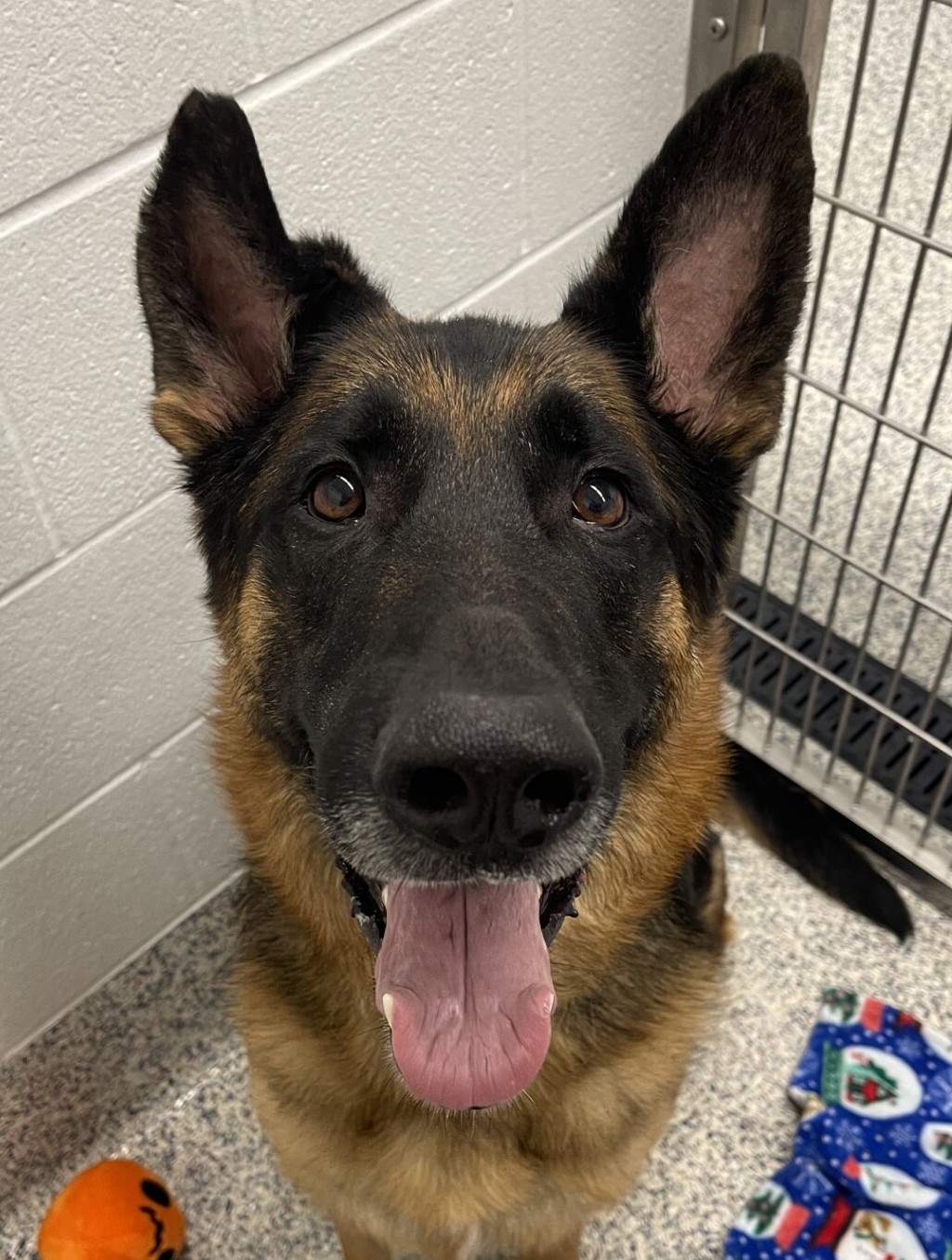 Luger - Foothills Animal Shelter